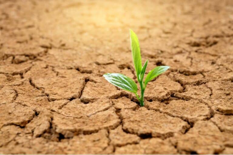 Soil Pollution: Definition, Causes, Effects and Solutions - Conserve ...