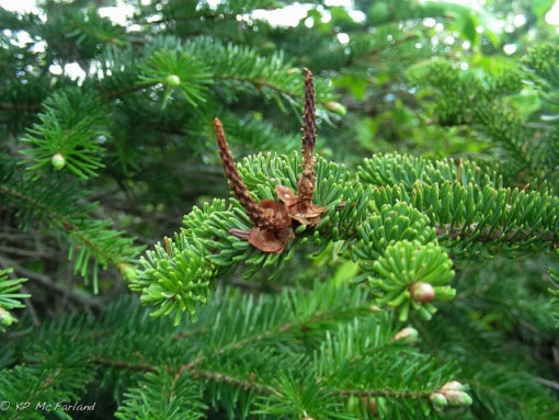 Various Taiga Plants - Conserve Energy Future