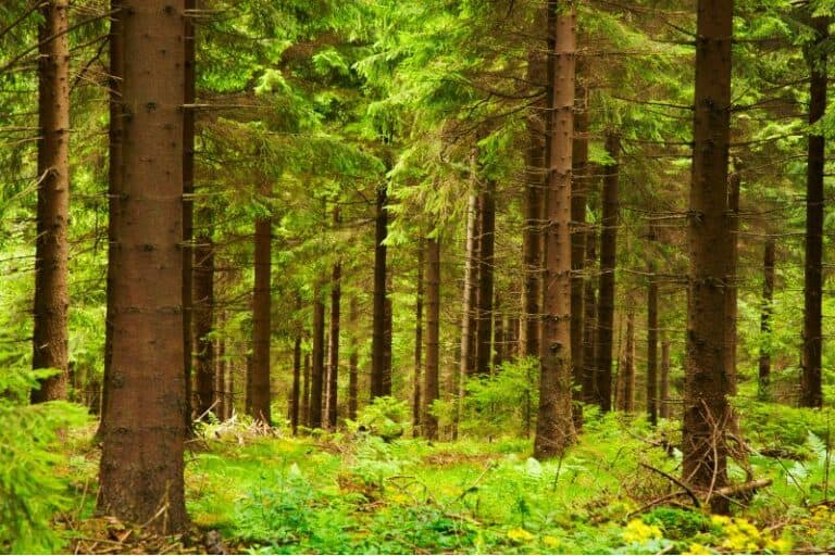 Coniferous Forests: Location, Climate, Temperature, Precipitation, Plants and Animals - Conserve ...