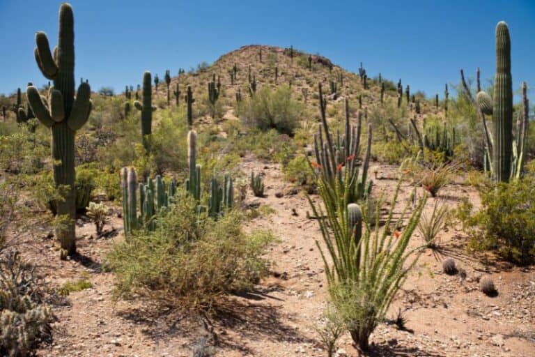 Desert Ecosystem: Biotic and Abiotic Components (And Importance of ...