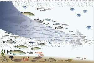 Causes, Effects and Solutions to Overfishing (Depletion of Fish Stocks ...