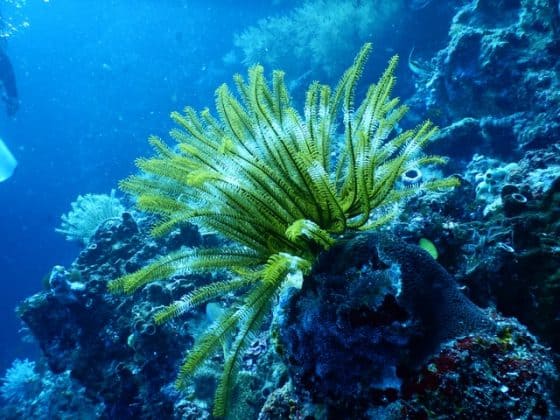 15+ Different Types of Natural Ecosystem - Conserve Energy Future