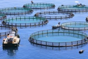 Aquaculture: Types, Benefits and Importance (Fish Farming) - Conserve ...