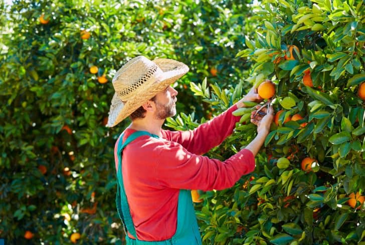 Advantages, Disadvantages and Types of Crop Rotation Advantages, Disadvantages and Types of Crop Rotation