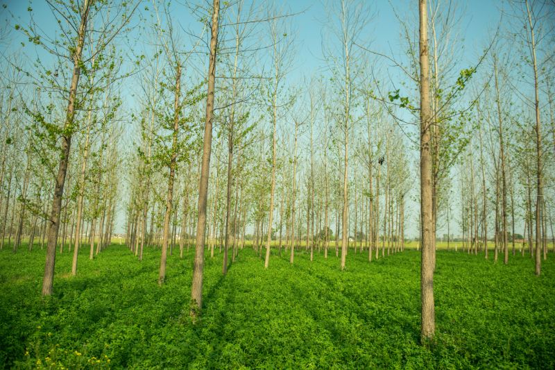 What is Agroforestry? Importance and Components of Agroforestry ...