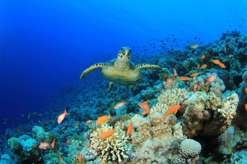 Biodiversity Conservation: Types, Importance, and Methods - Conserve ... Biodiversity Conservation: Types, Importance, and Methods - Conserve ...