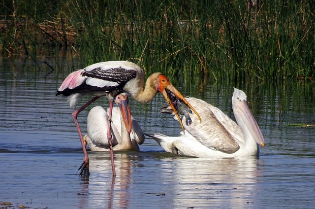Biodiversity Conservation: Types, Importance, and Methods - Conserve ... Biodiversity Conservation: Types, Importance, and Methods - Conserve ...