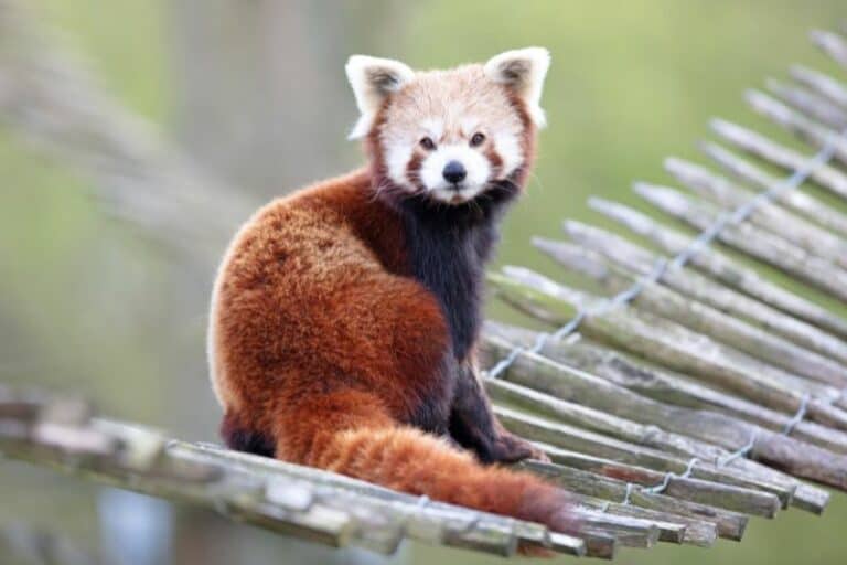 Why are Red Pandas Endangered? Why are They Important and Interesting ...