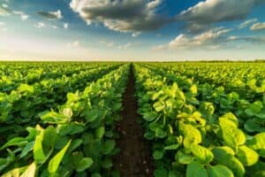 Advantages and Disadvantages of Monoculture Farming - Conserve Energy ...