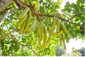 12 Different Types of Locust Trees With Pictures - Conserve Energy Future