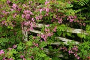 12 Different Types of Locust Trees With Pictures - Conserve Energy Future