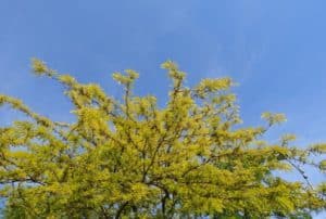 12 Different Types of Locust Trees With Pictures - Conserve Energy Future