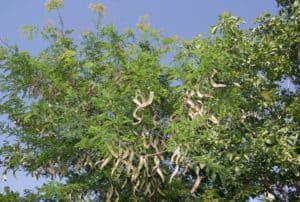 12 Different Types of Locust Trees With Pictures - Conserve Energy Future