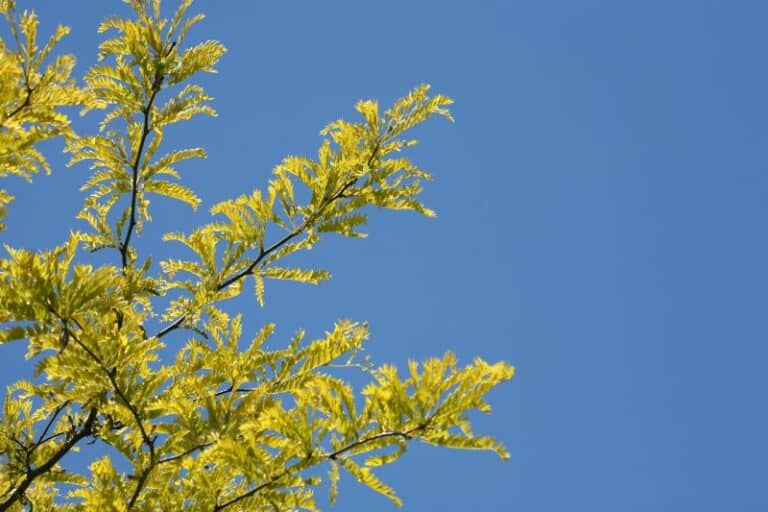 12 Different Types of Locust Trees With Pictures - Conserve Energy Future