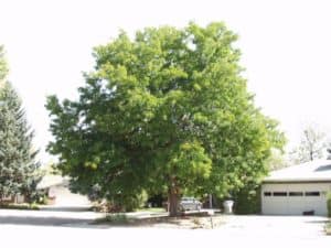 12 Different Types of Locust Trees With Pictures - Conserve Energy Future
