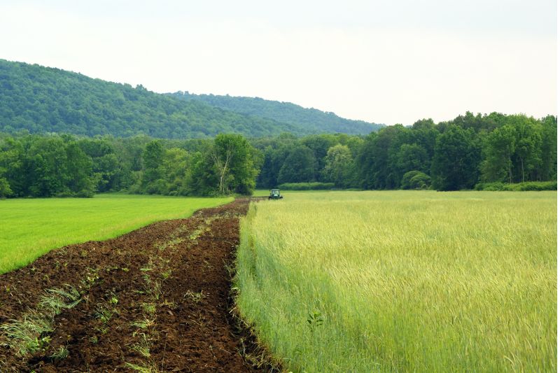 Green Manure: Types, Advantages and Disadvantages - Conserve Energy Future