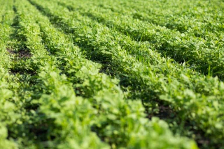 Green Manure: Types, Advantages and Disadvantages - Conserve Energy Future