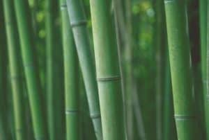 13 Different Types of Bamboo For Home and Garden (Pictures Inside ...