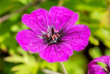 15 Pink Geranium Varieties For Your Garden (Pictures Inside) - Conserve ...