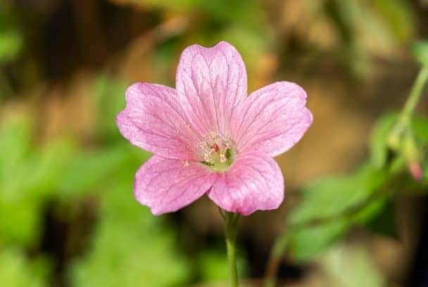 15 Pink Geranium Varieties For Your Garden (Pictures Inside) - Conserve ...