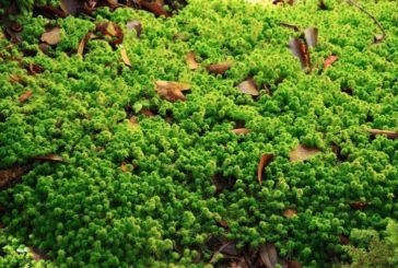 Sphagnum Moss: How to Grow it and Various Uses of it - Conserve Energy ...