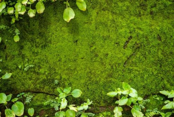 How To Grow Moss Indoors? (Step-by-Step Guide) - Conserve Energy Future