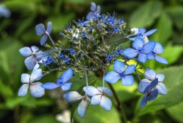 11 Shrubs For Shade That Grow Well in Zone 6 - Conserve Energy Future