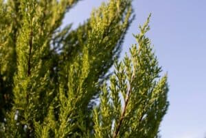 13 Different Types of Cypress Trees You Must Know - Conserve Energy Future