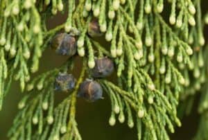 13 Different Types of Cypress Trees You Must Know - Conserve Energy Future