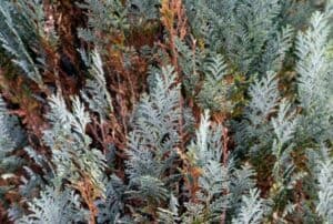 13 Different Types of Cypress Trees You Must Know - Conserve Energy Future