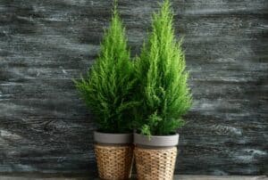 13 Different Types of Cypress Trees You Must Know - Conserve Energy Future