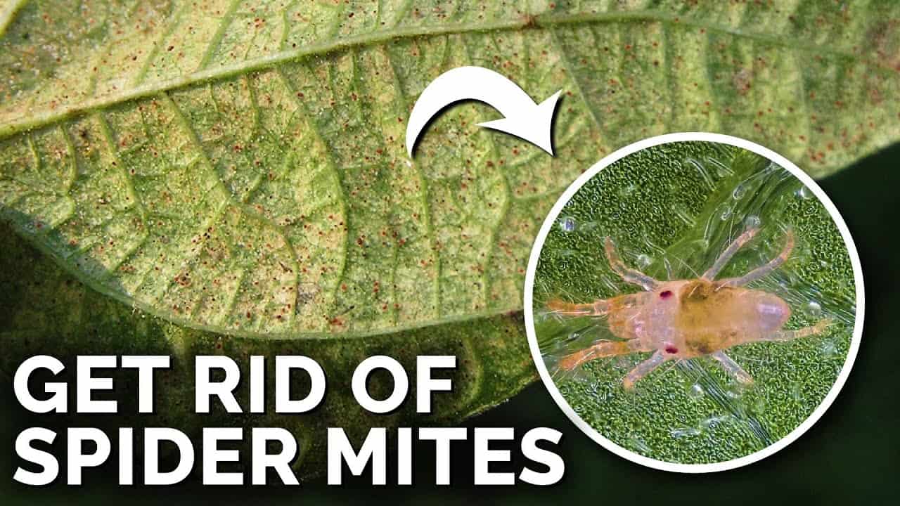 Spider Mites Up Close