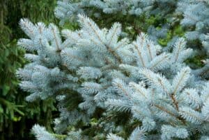13 Spectacular Types of Fir Trees (With Pics) - Conserve Energy Future