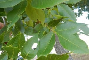 13 Different Types of Hickory Trees - Conserve Energy Future
