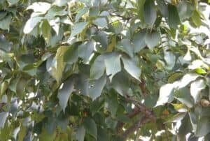 13 Different Types of Hickory Trees - Conserve Energy Future