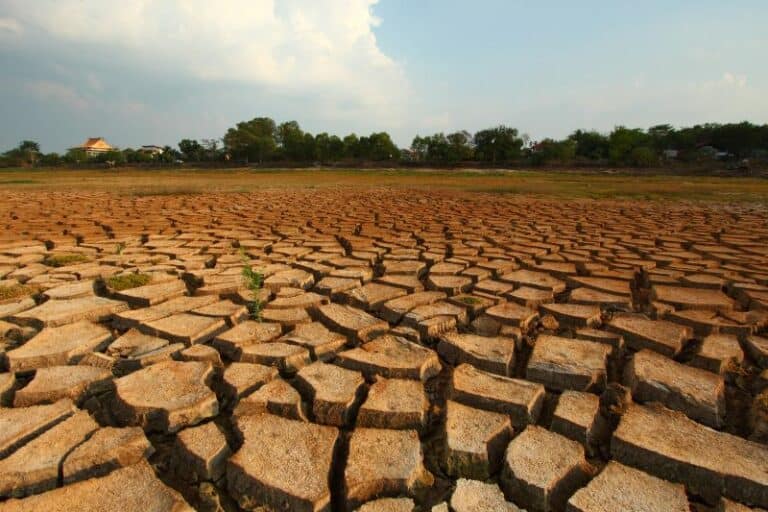 Causes, Effects, and Solutions to Habitat Fragmentation - Conserve ...