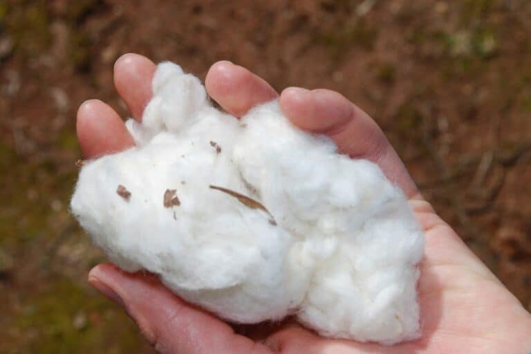 Is Cotton a Renewable Resource? - Conserve Energy Future